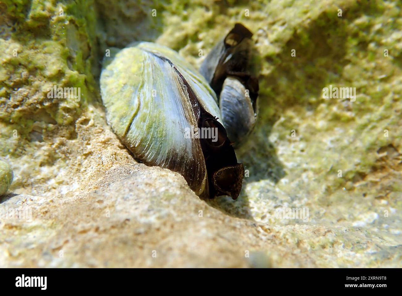 Endemic freshwater clam in Ohrid lake, underwater photography ...