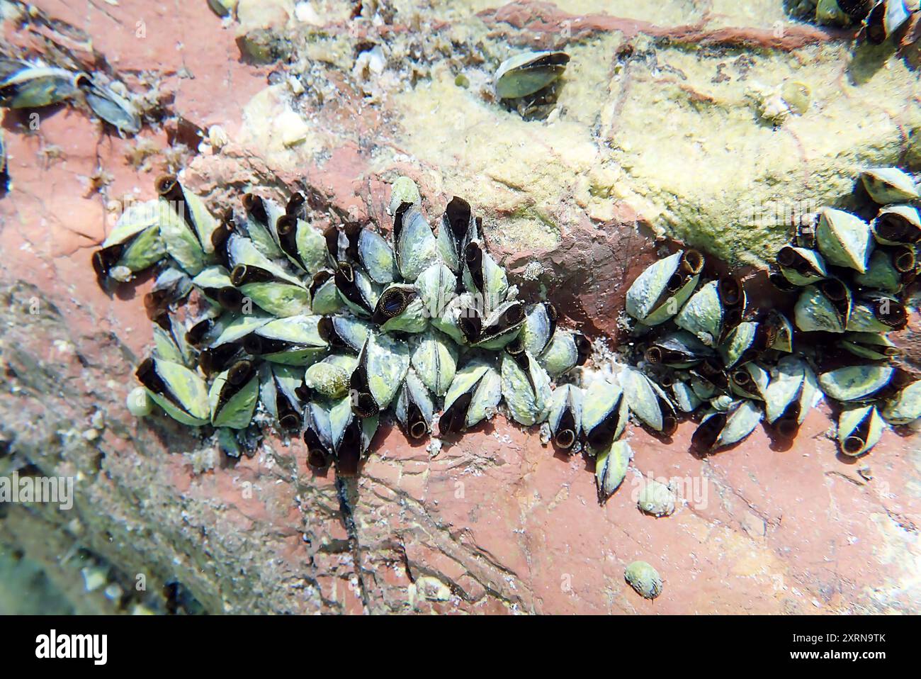 Endemic freshwater clam in Ohrid lake, underwater photography ...