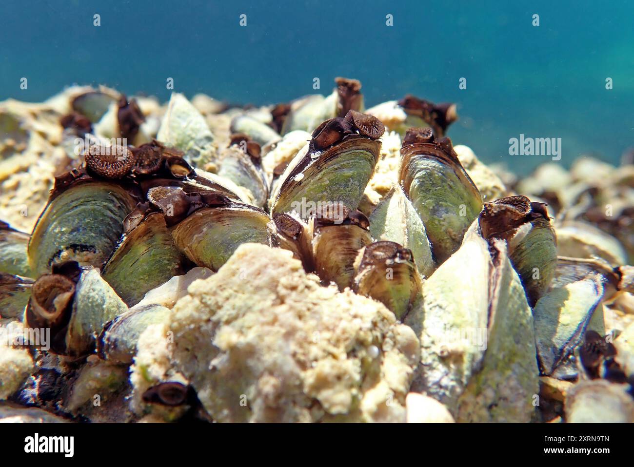 Endemic freshwater clam in Ohrid lake, underwater photography ...