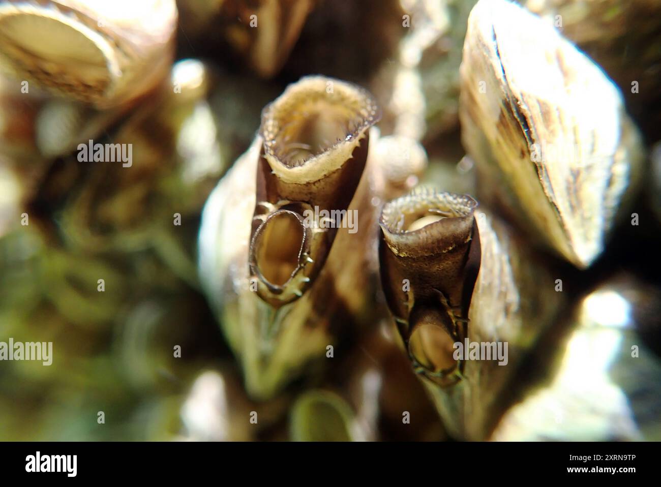 Endemic freshwater clam in Ohrid lake, underwater photography ...