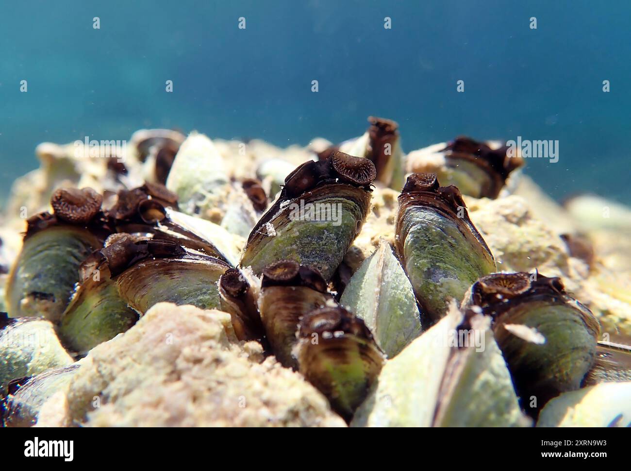 Dreissena stankovici hi-res stock photography and images - Alamy