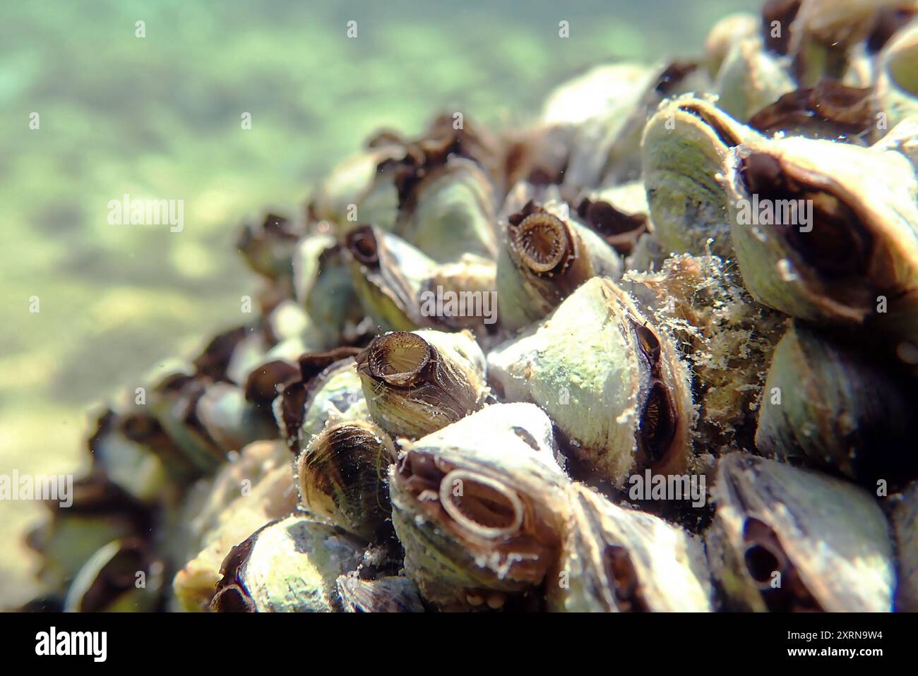 Endemic freshwater clam in Ohrid lake, underwater photography ...