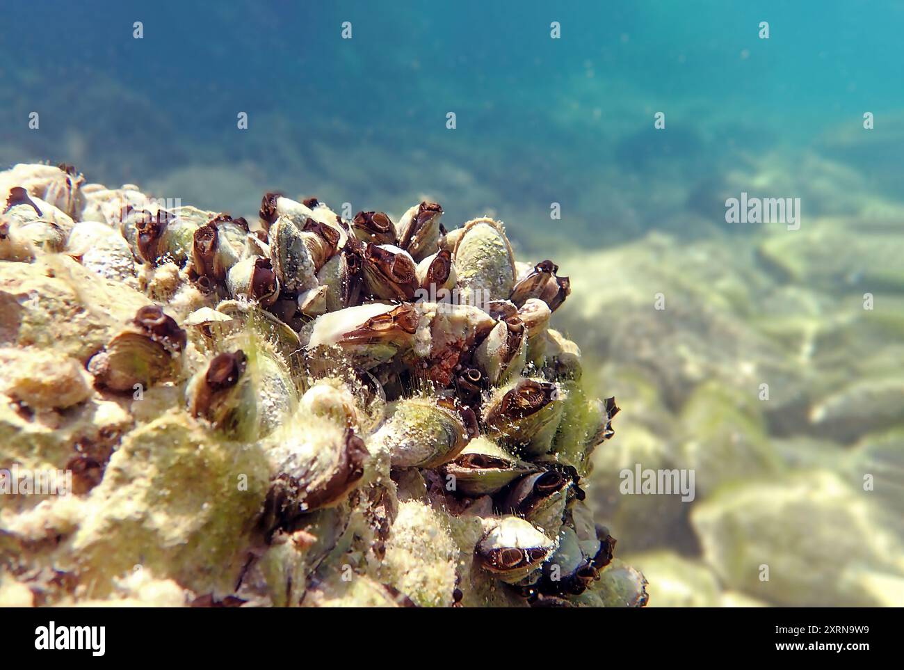 Endemic freshwater clam in Ohrid lake, underwater photography ...