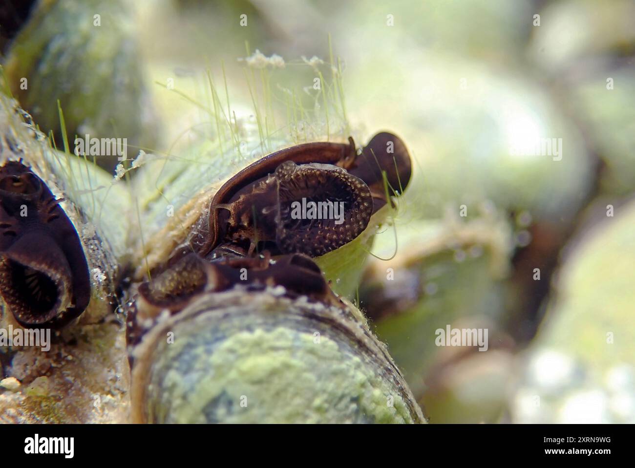Endemic freshwater clam in Ohrid lake, underwater photography ...