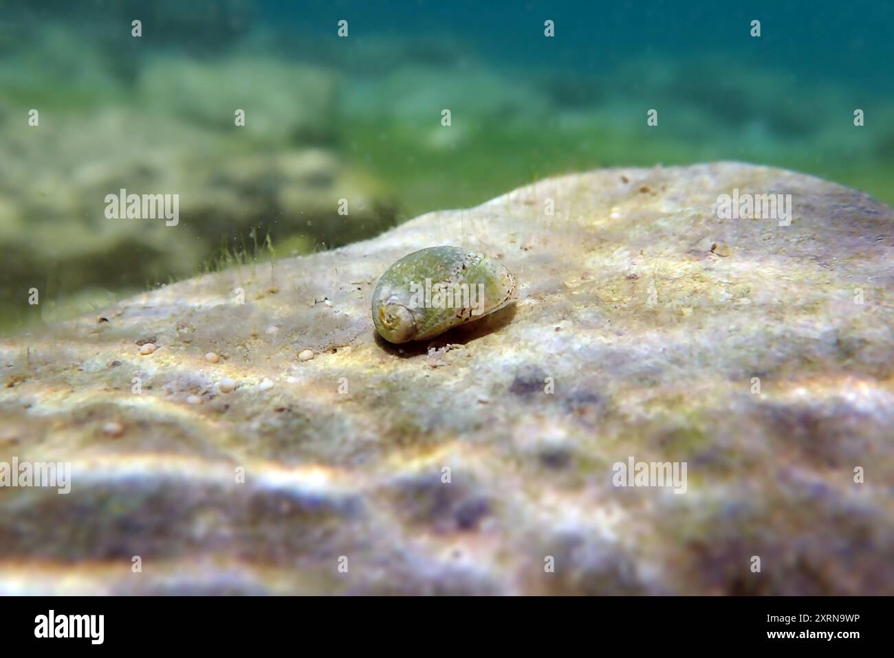 Freshwater and brackish water snail - Theodoxus fluviatilis (rare image ...
