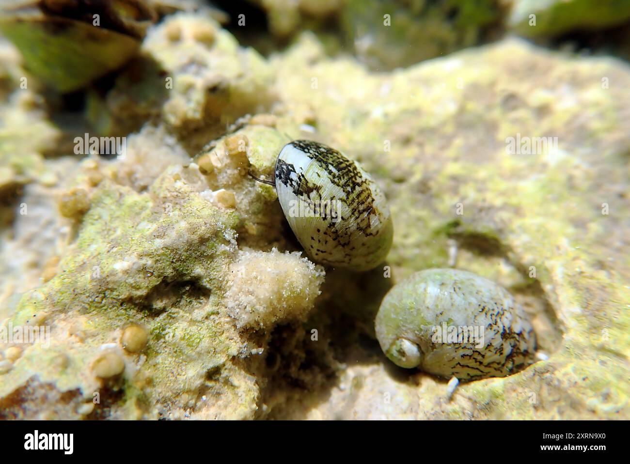 Freshwater and brackish water snail - Theodoxus fluviatilis (rare image ...