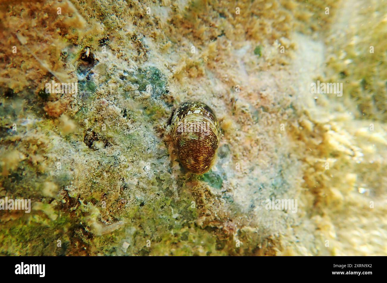 Freshwater and brackish water snail - Theodoxus fluviatilis (rare image ...