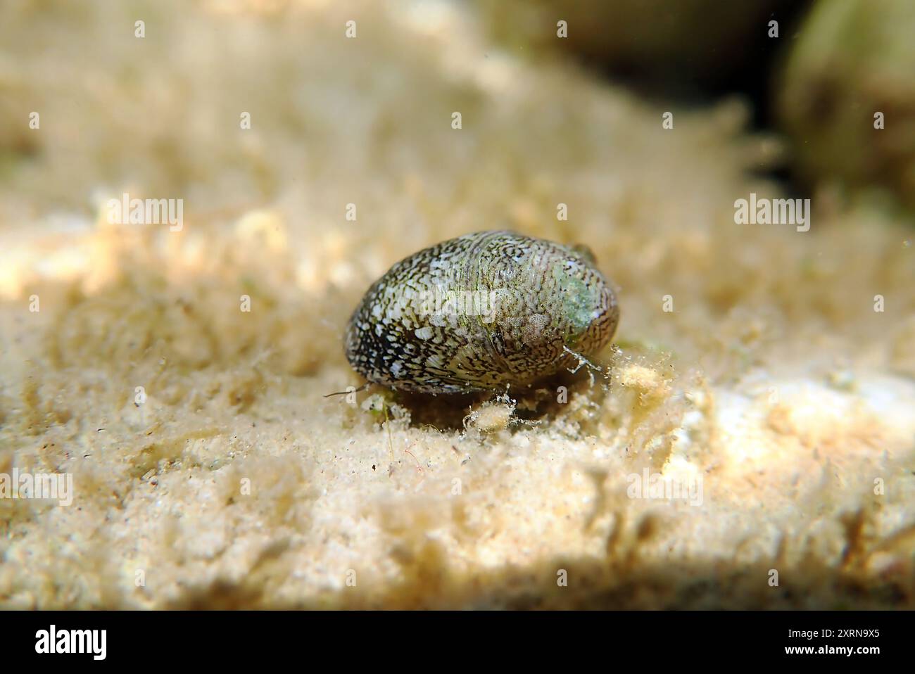Freshwater and brackish water snail - Theodoxus fluviatilis (rare image ...