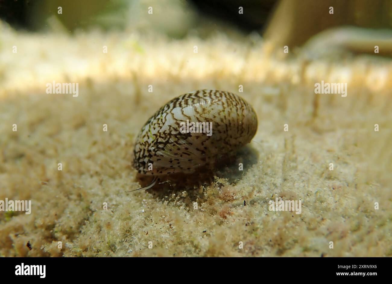 Freshwater and brackish water snail - Theodoxus fluviatilis (rare image ...