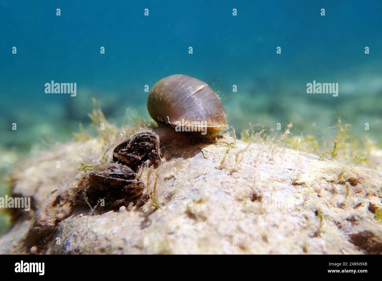 Freshwater snail in Ohrid Lake, underwater image - Radix auricularia ...