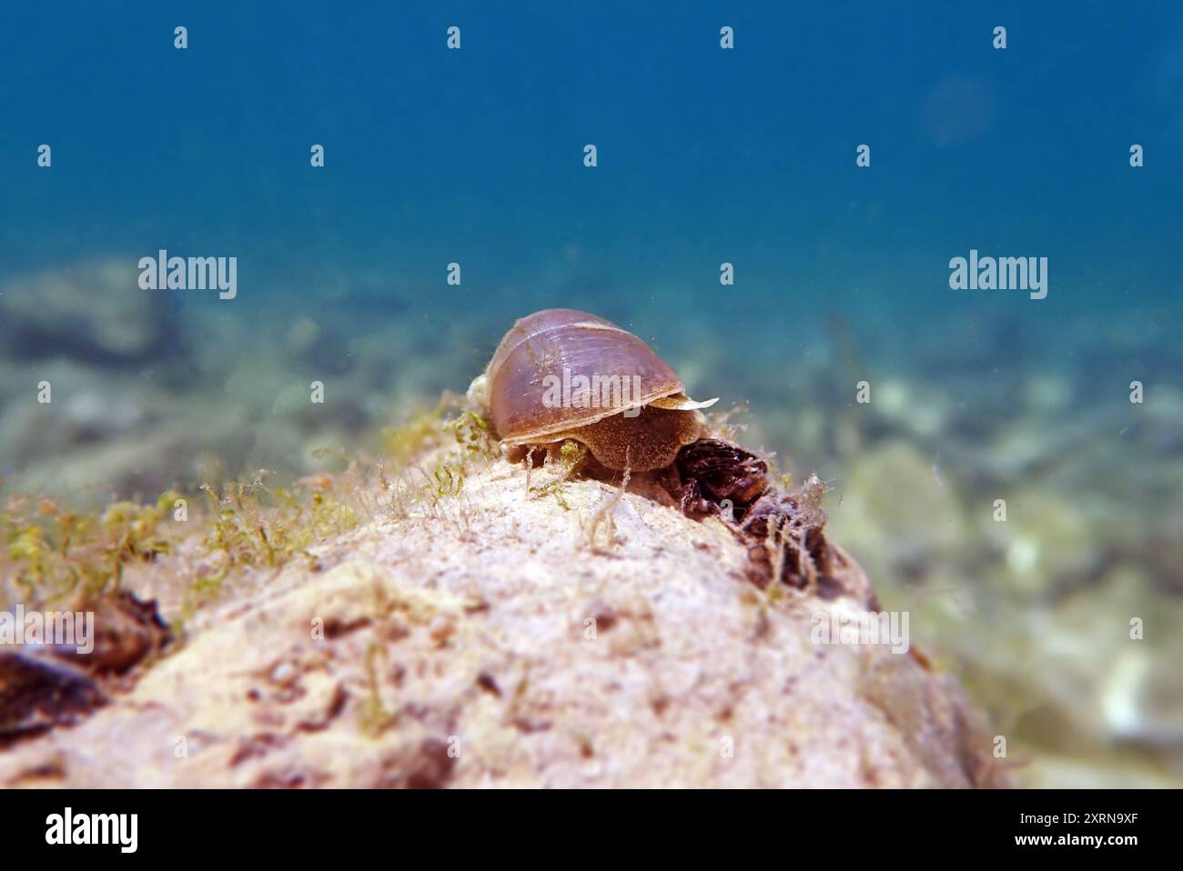 Freshwater snail in Ohrid Lake, underwater image - Radix auricularia ...