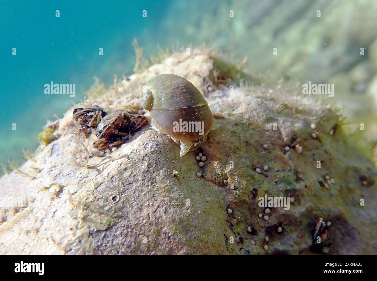 Freshwater snail in Ohrid Lake, underwater image - Radix auricularia ...