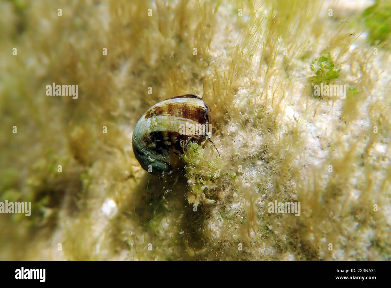 Freshwater and brackish water snail - Theodoxus fluviatilis (rare image ...