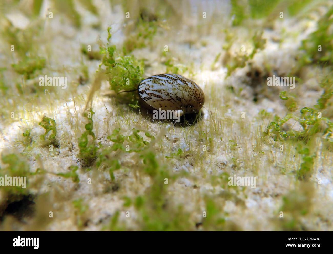 Freshwater and brackish water snail - Theodoxus fluviatilis (rare image ...