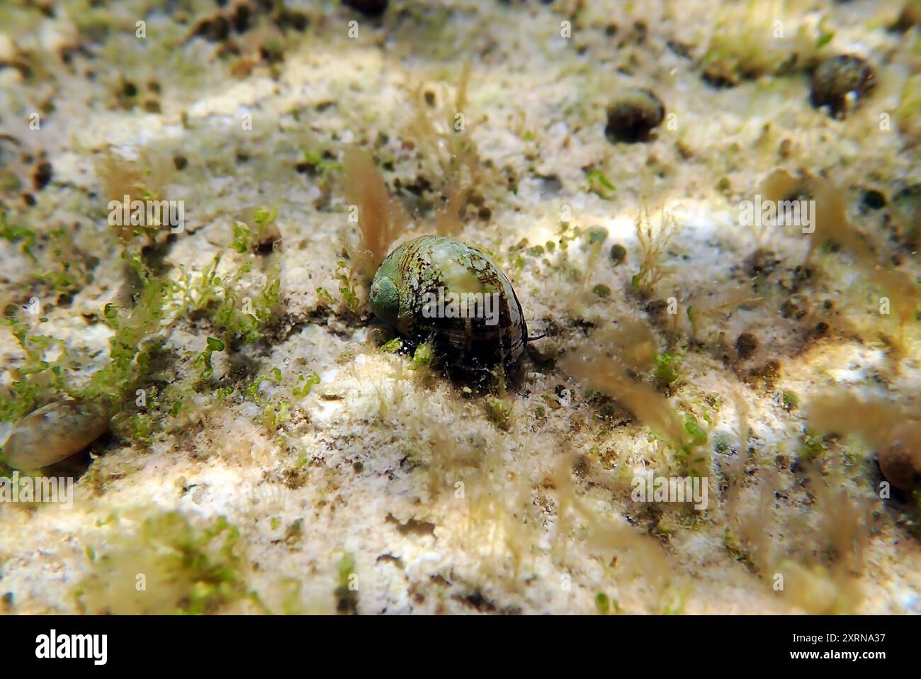 Freshwater and brackish water snail - Theodoxus fluviatilis (rare image ...