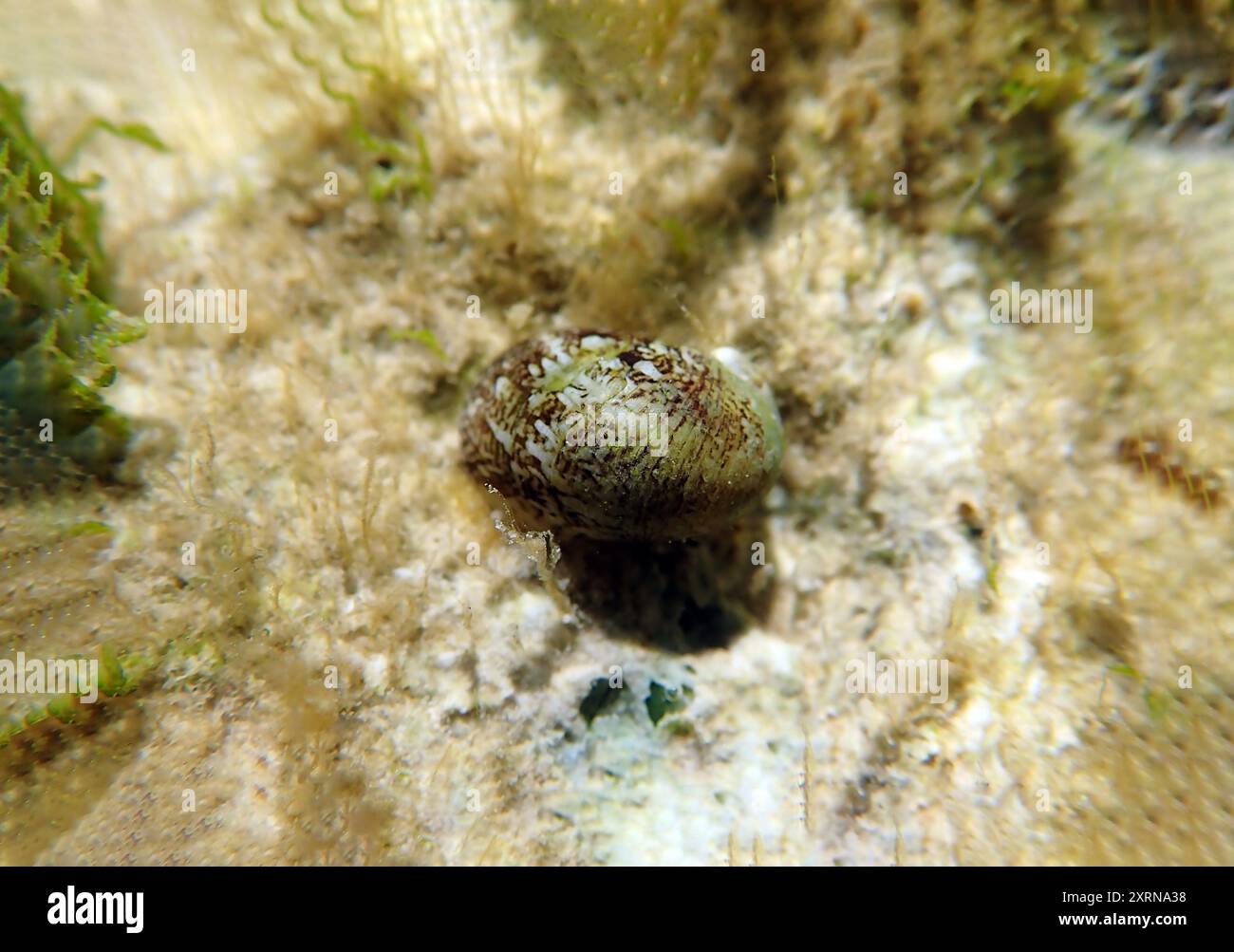 Freshwater and brackish water snail - Theodoxus fluviatilis (rare image ...