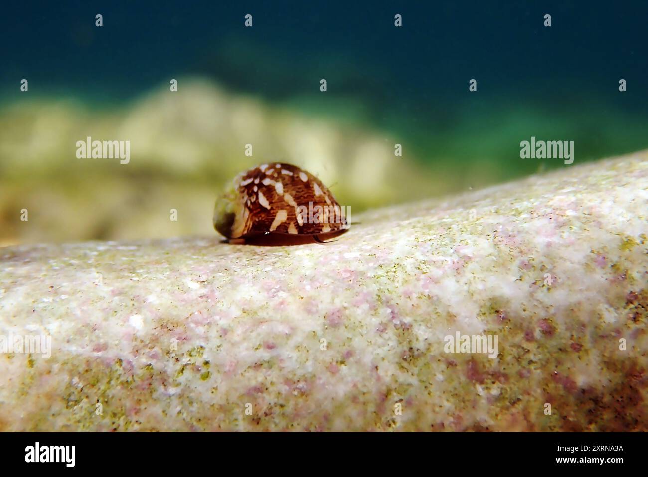 Freshwater and brackish water snail - Theodoxus fluviatilis (rare image ...
