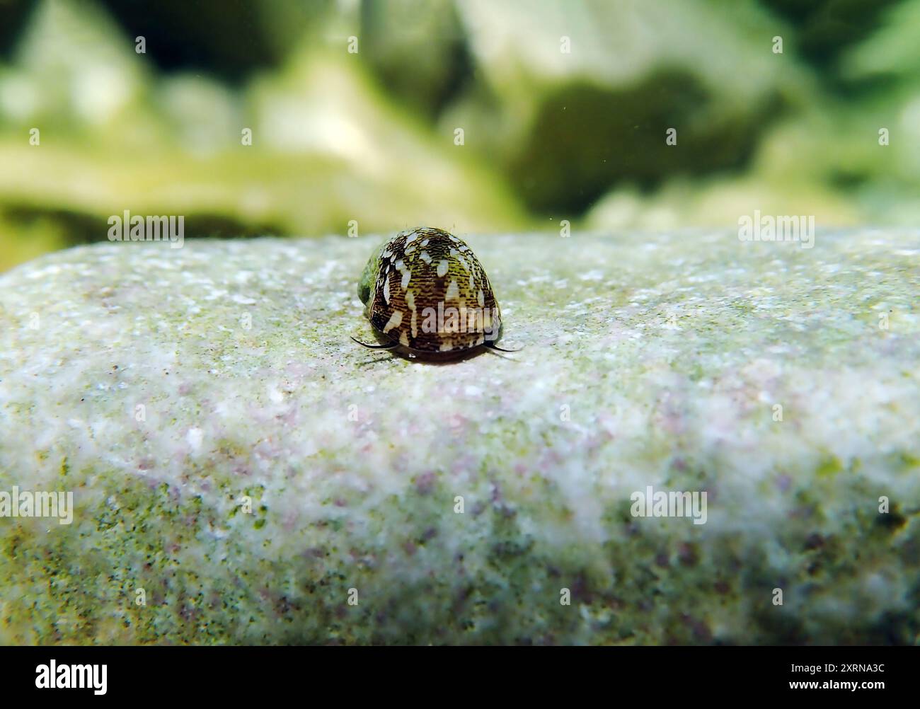 Freshwater and brackish water snail - Theodoxus fluviatilis (rare image ...