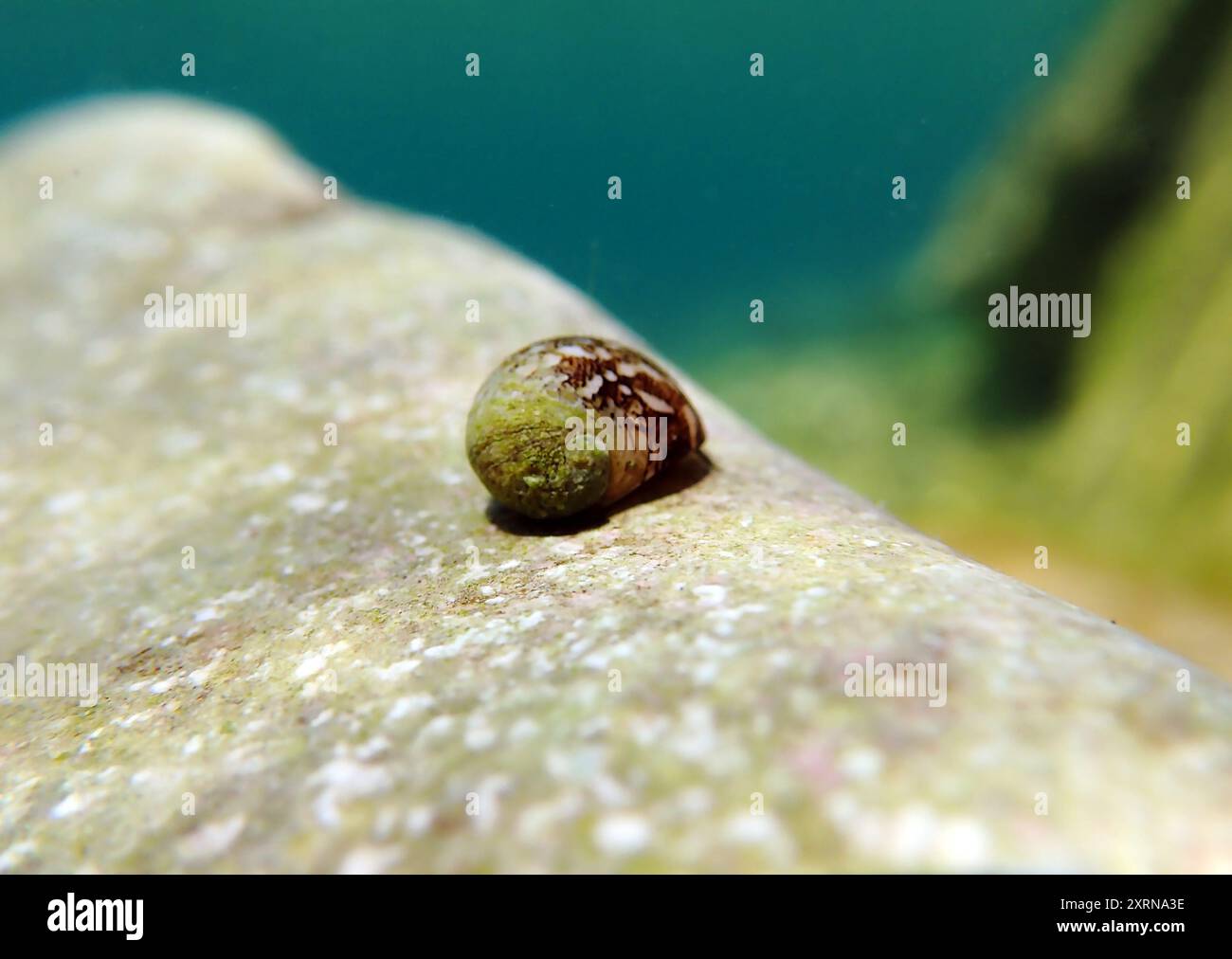 Freshwater and brackish water snail - Theodoxus fluviatilis (rare image ...