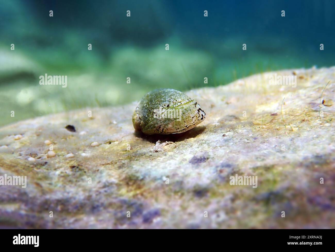 Freshwater and brackish water snail - Theodoxus fluviatilis (rare image ...
