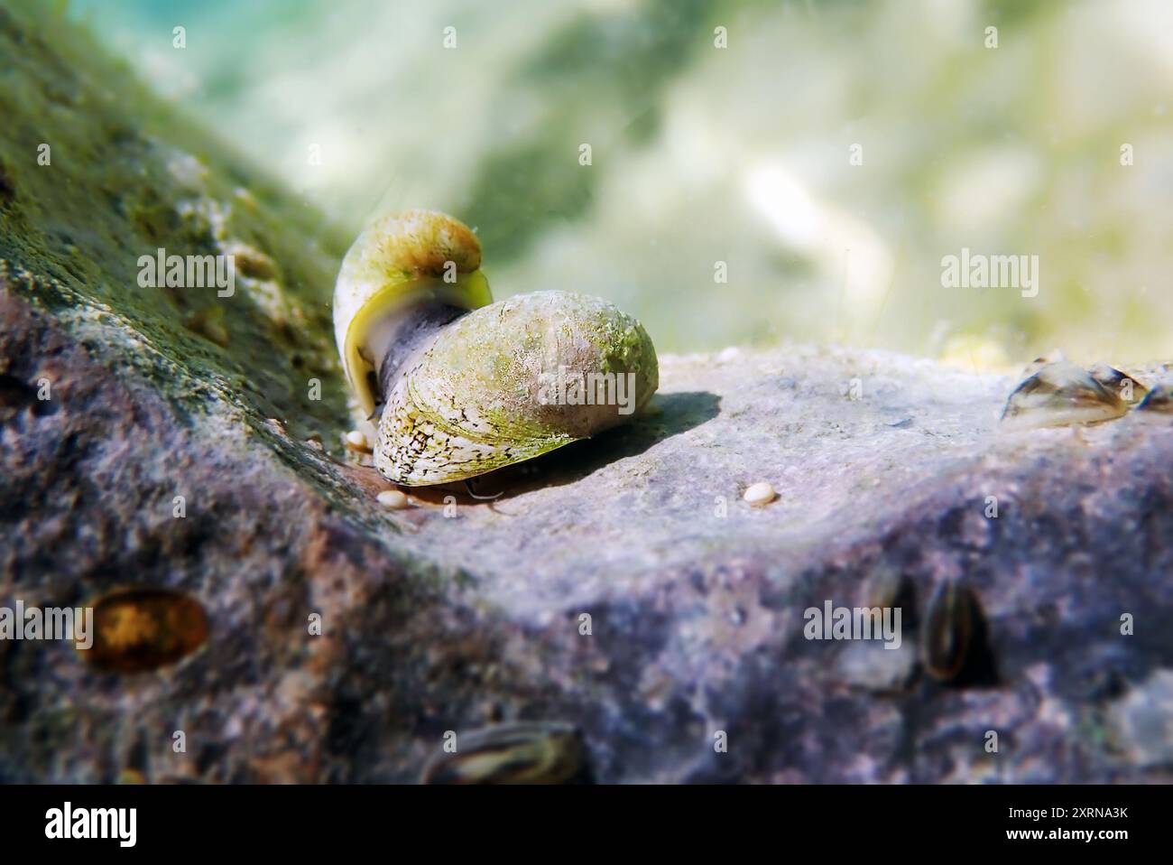 Freshwater and brackish water snail - Theodoxus fluviatilis (rare image ...