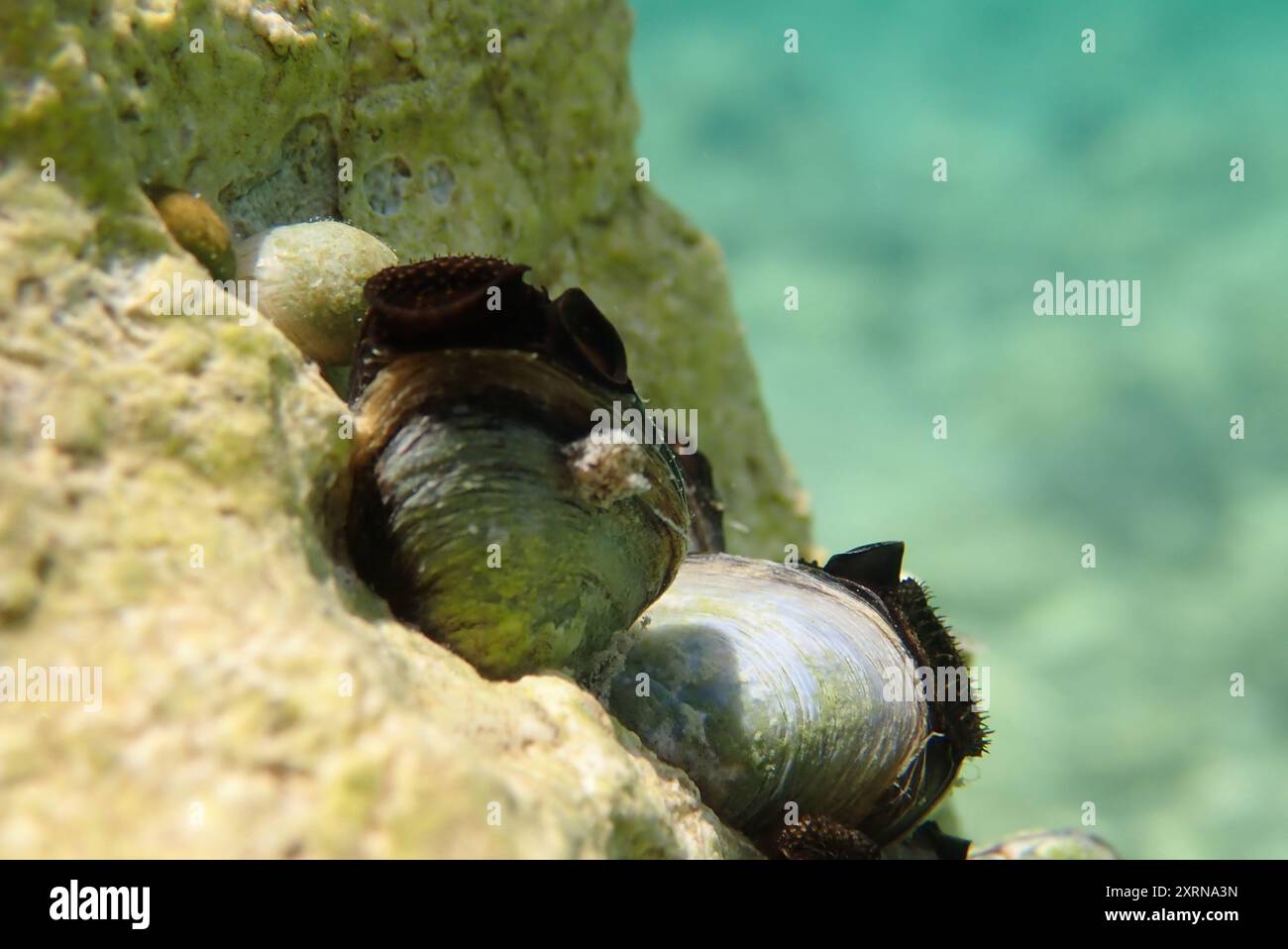 Endemic freshwater clam in Ohrid lake, underwater photography ...