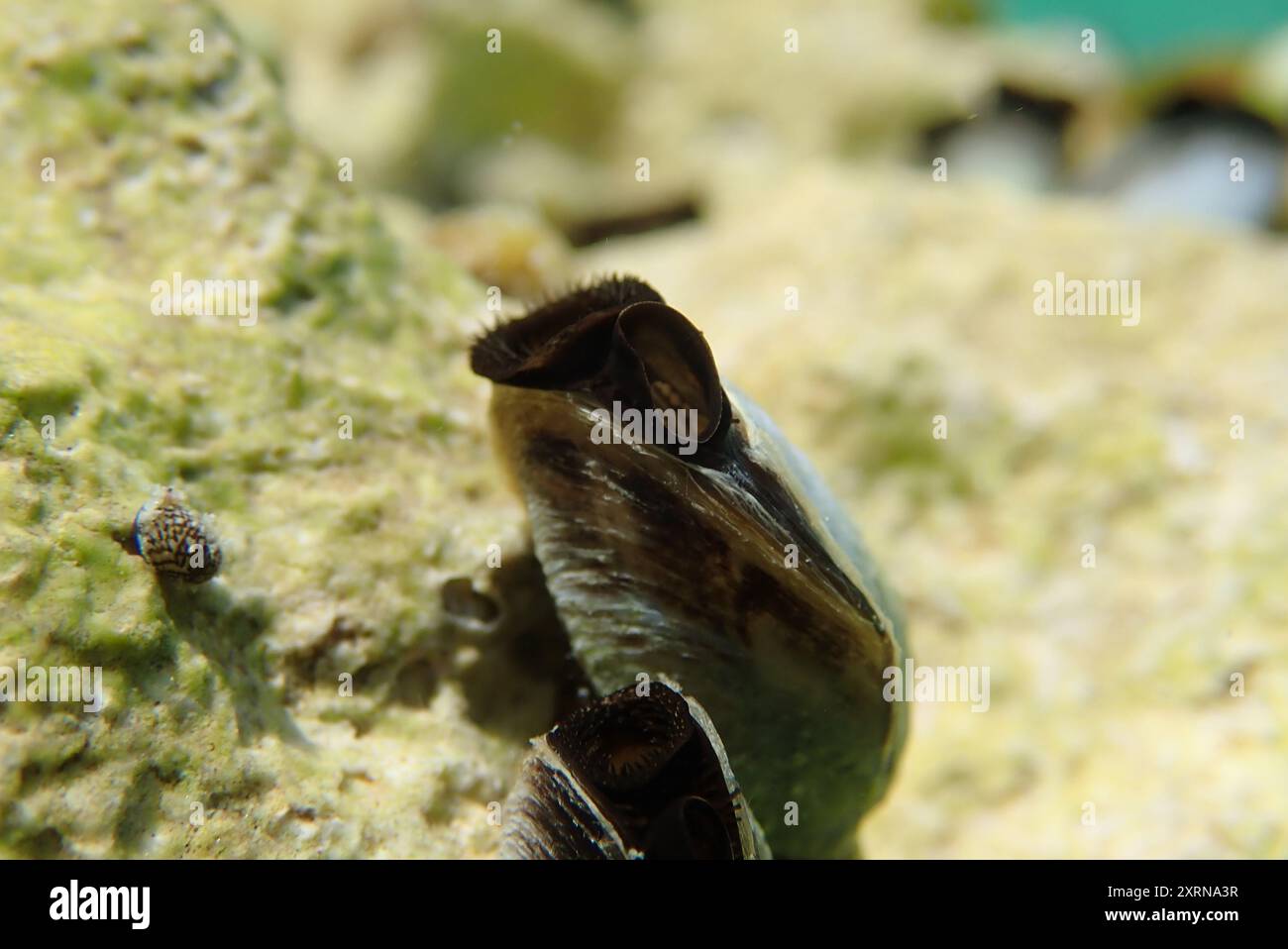 Dreissena stankovici hi-res stock photography and images - Alamy