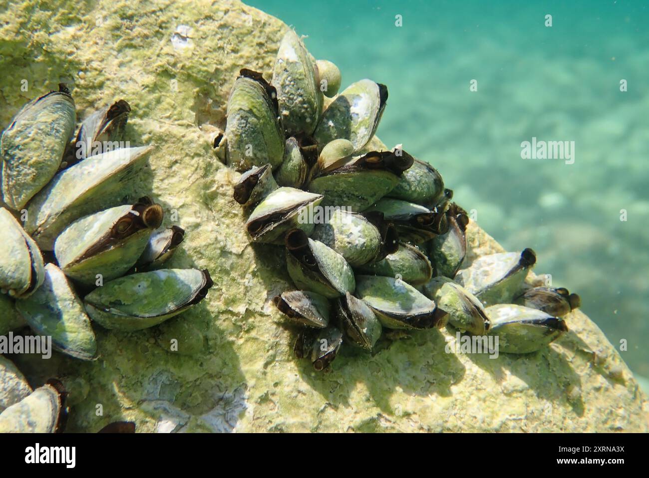 Endemic freshwater clam in Ohrid lake, underwater photography ...