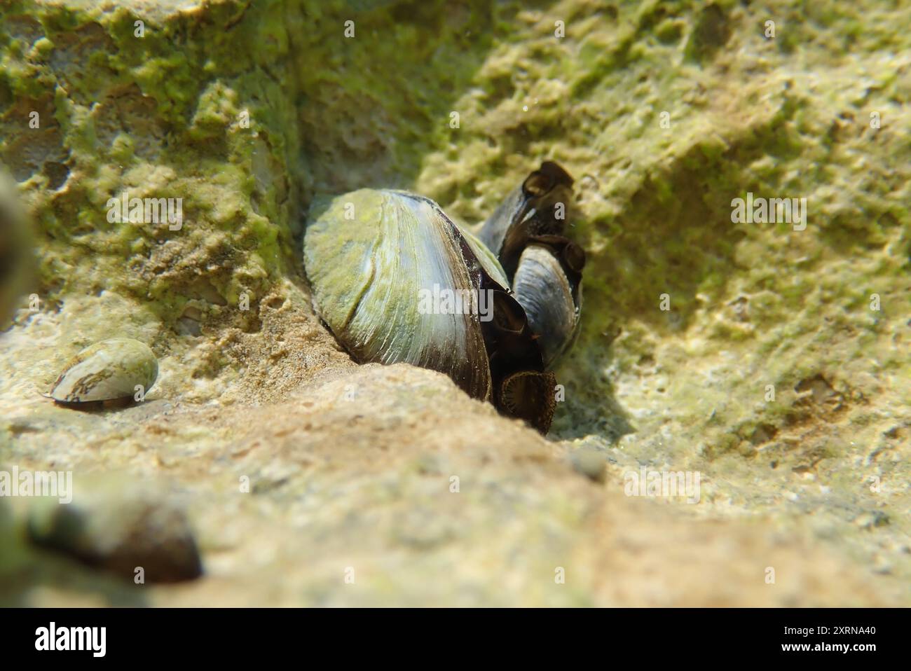 Endemic freshwater clam in Ohrid lake, underwater photography ...