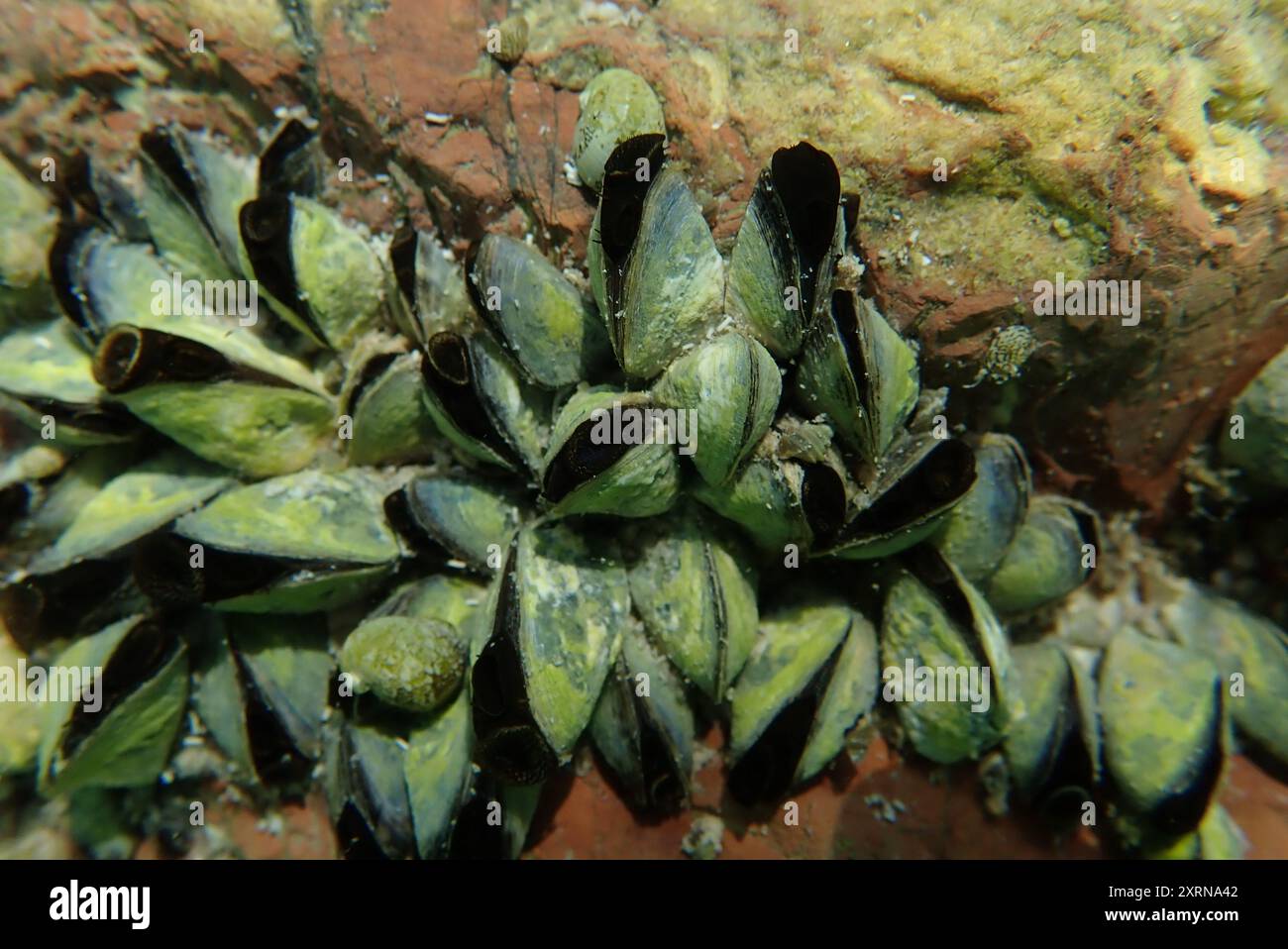 Endemic freshwater clam in Ohrid lake, underwater photography ...