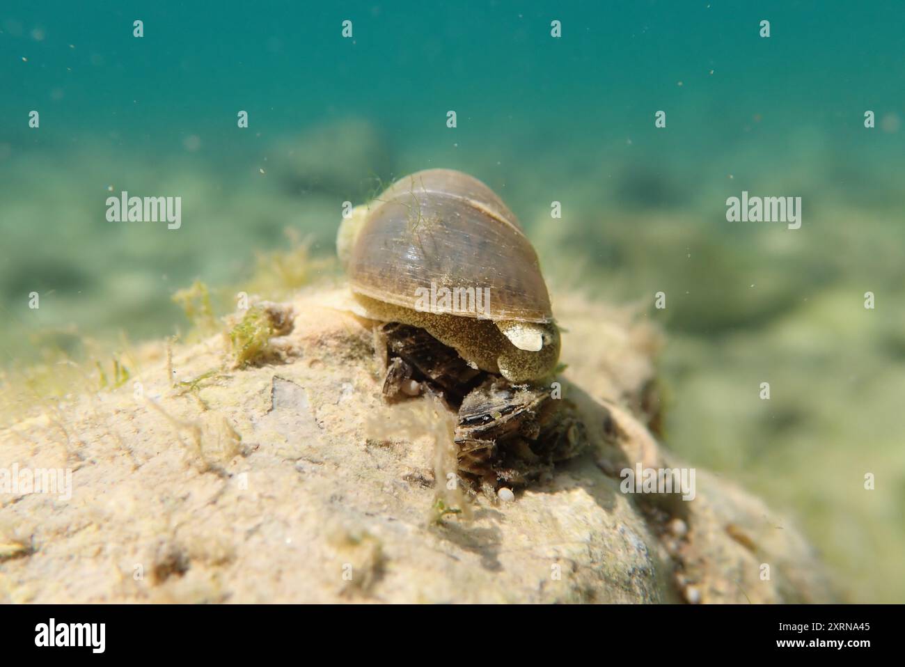 Freshwater snail in Ohrid Lake, underwater image - Radix auricularia ...