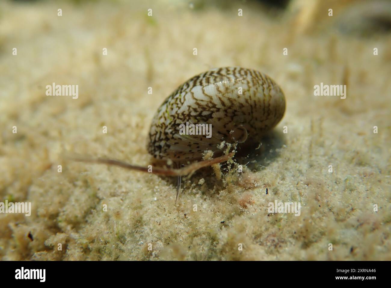 Freshwater and brackish water snail - Theodoxus fluviatilis (rare image ...