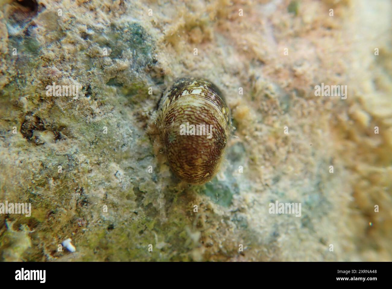 Freshwater and brackish water snail - Theodoxus fluviatilis (rare image ...