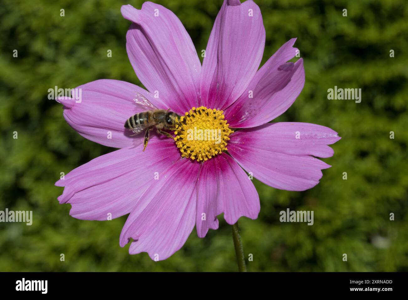 Honey Bee Apis mellifera on Cosmos Daisy Flower Head Stock Photo - Alamy