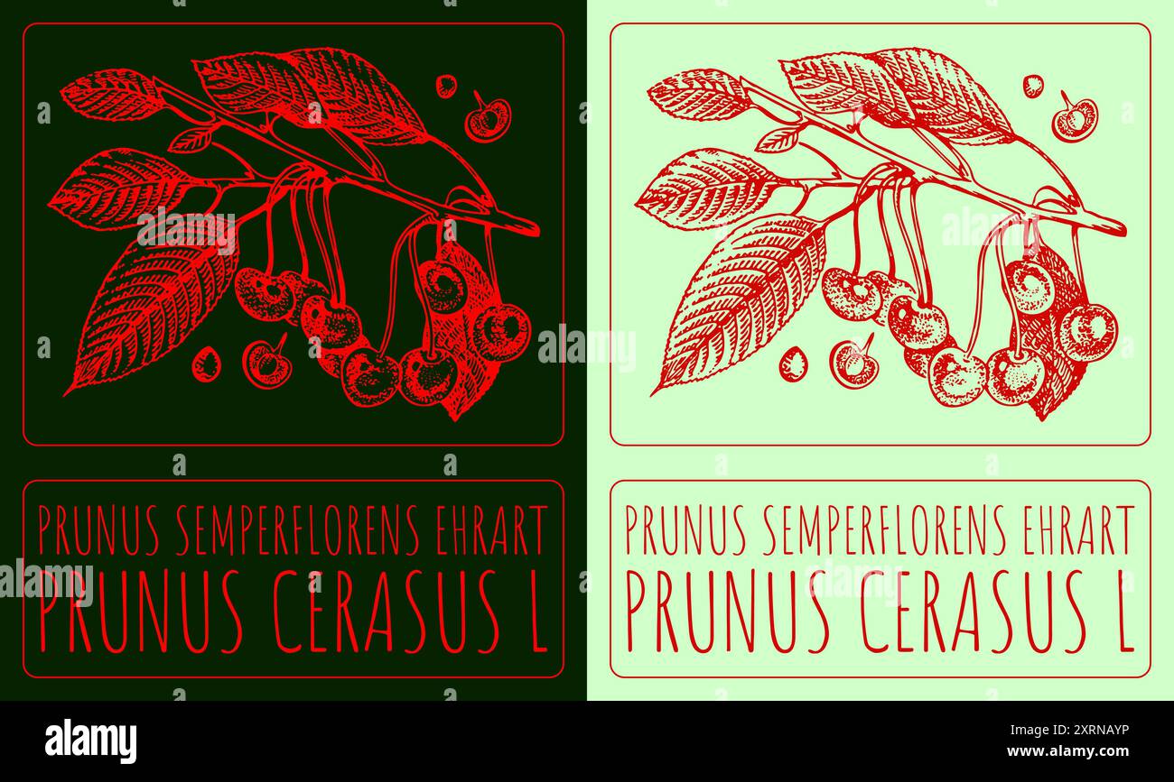 Vector drawing PRUNUS SEMPERFLORENS EHRART. Hand drawn illustration ...