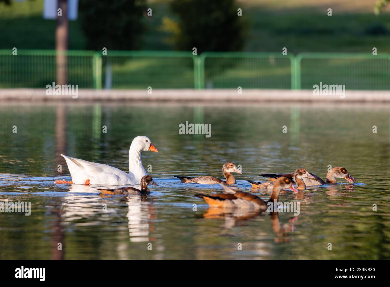 White goose and group of nile geese swimming together in a city pond ...