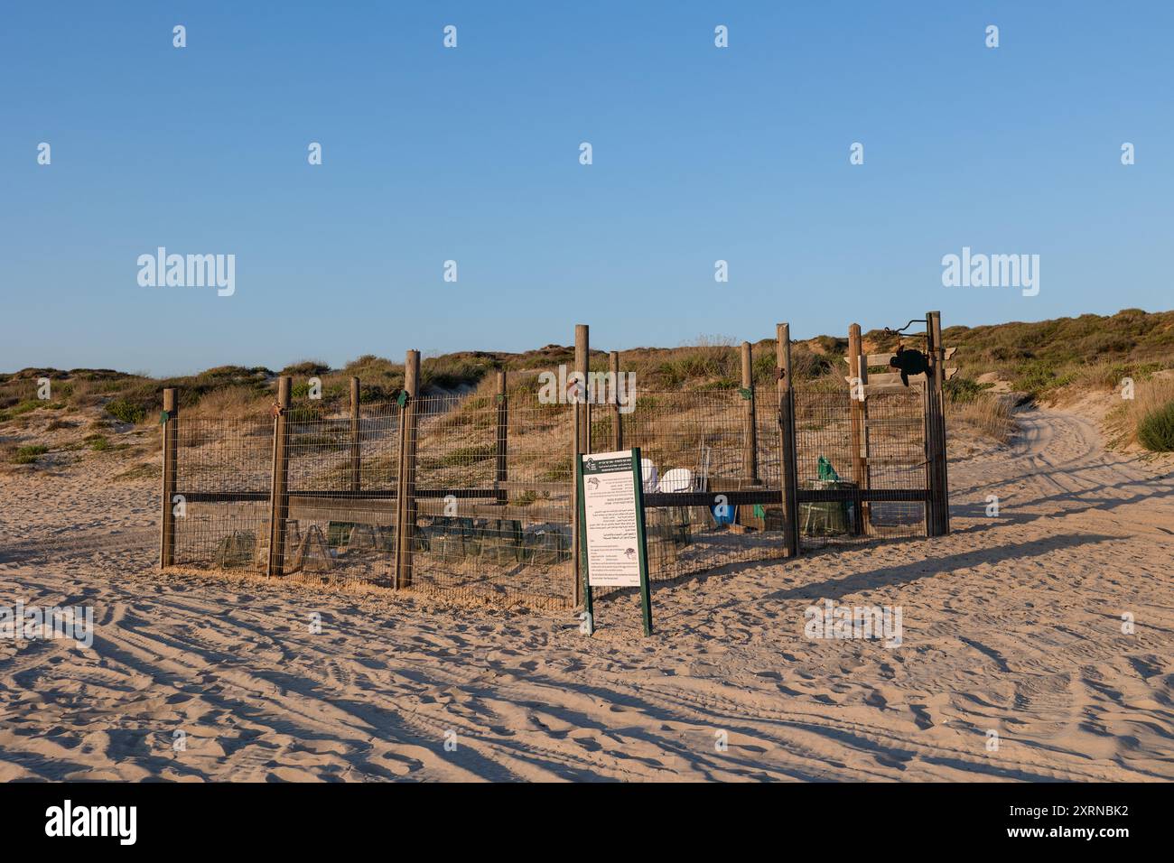 Sea turtle nesting site on Palmachim beach. Preservation of green ...