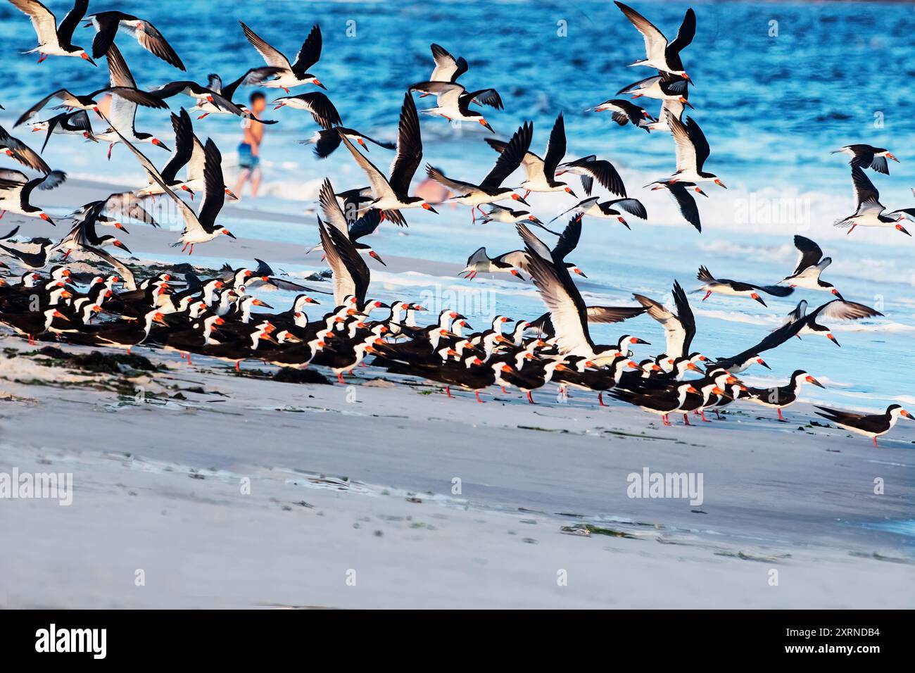Black skimmer flock at beach with young bather Stock Photo - Alamy