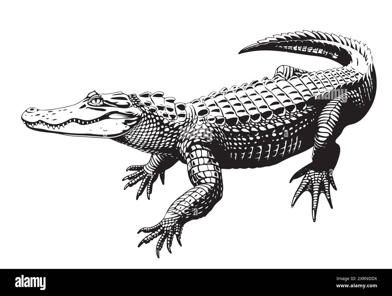 Crocodile hand drawn sketch Vector illustration Stock Vector Image ...