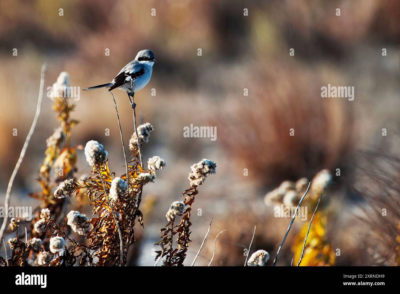 Loggerhead shrike in coastal beach habitat Stock Photo - Alamy