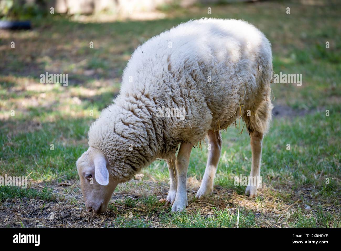 Sheep graze in clearing background hi-res stock photography and images ...