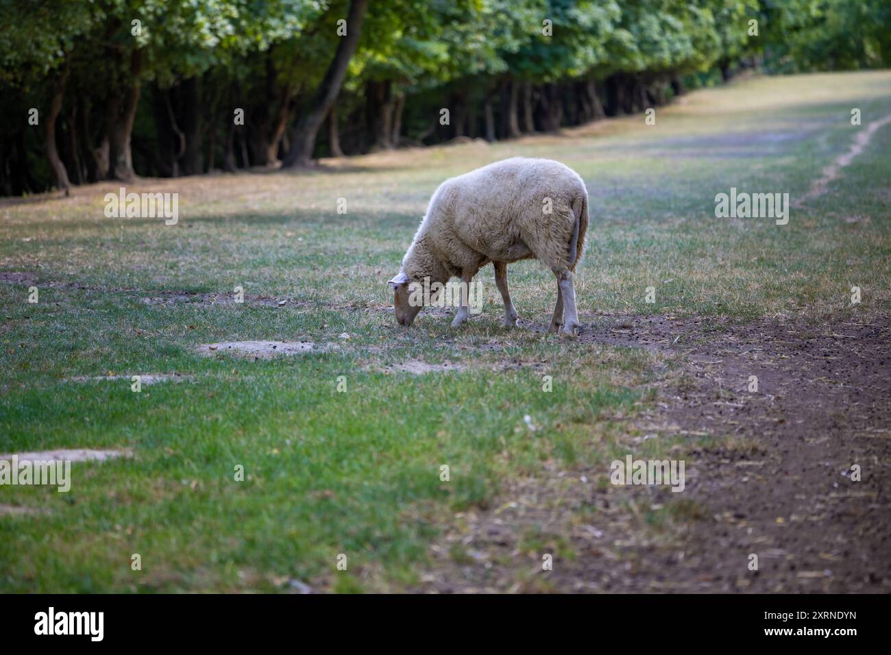 One sheep grazing in the middle of a green clearing surrounded by ...
