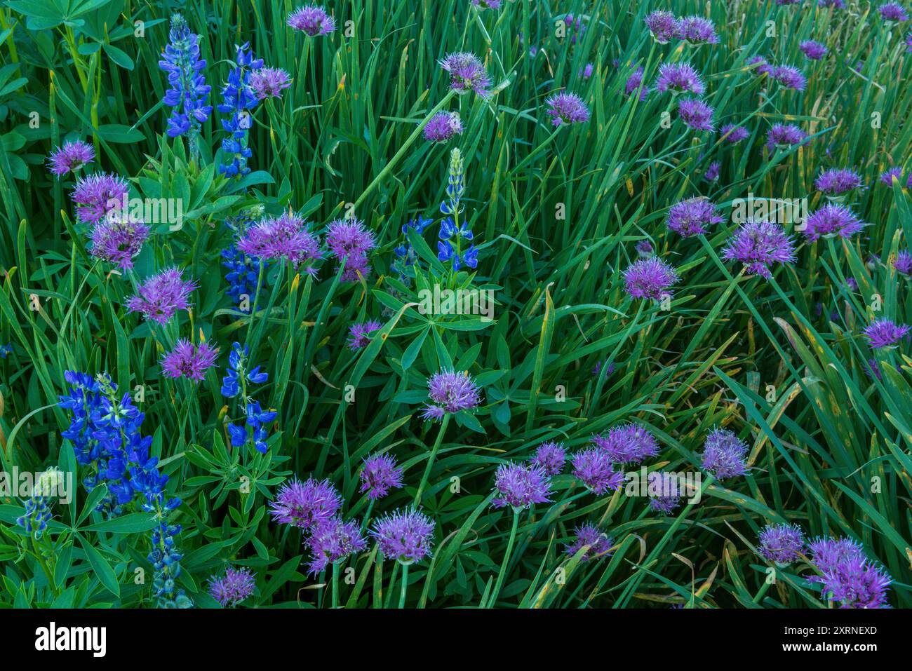 Wild Onion, Lupin, Carson-Iceberg Wilderness, Stanislaus National ...