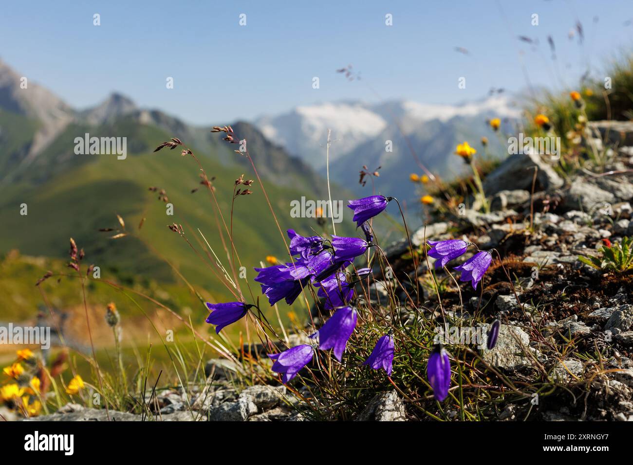 Scenic Idyllic view alpine wildflower blooming lilac bluebell flowers ...