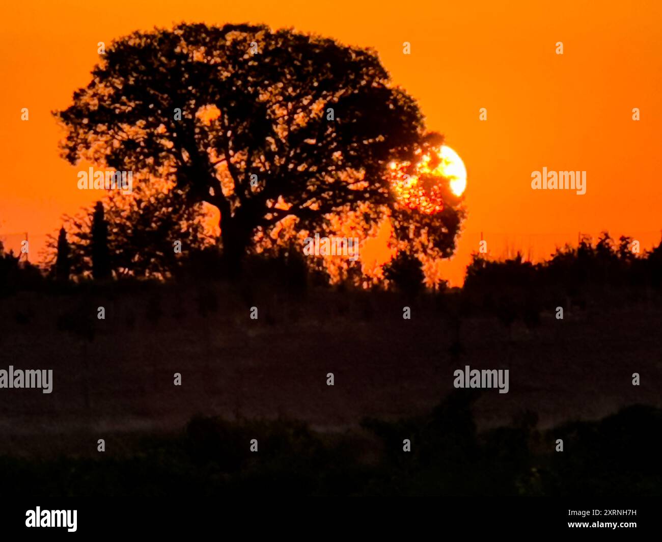 Witness the majestic silhouette of a centuries-old oak tree against a ...