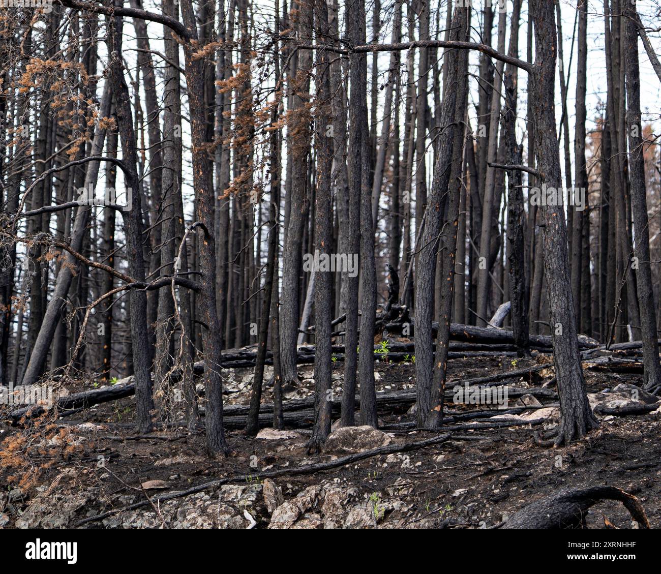 A burned section of forest bears witness to the devastation of a ...