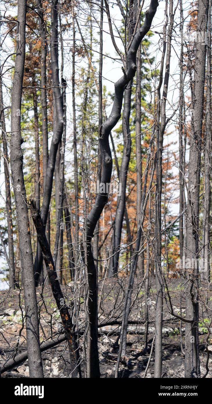 A burnt knobby tree bears witness to the devastation of a Manitoba ...