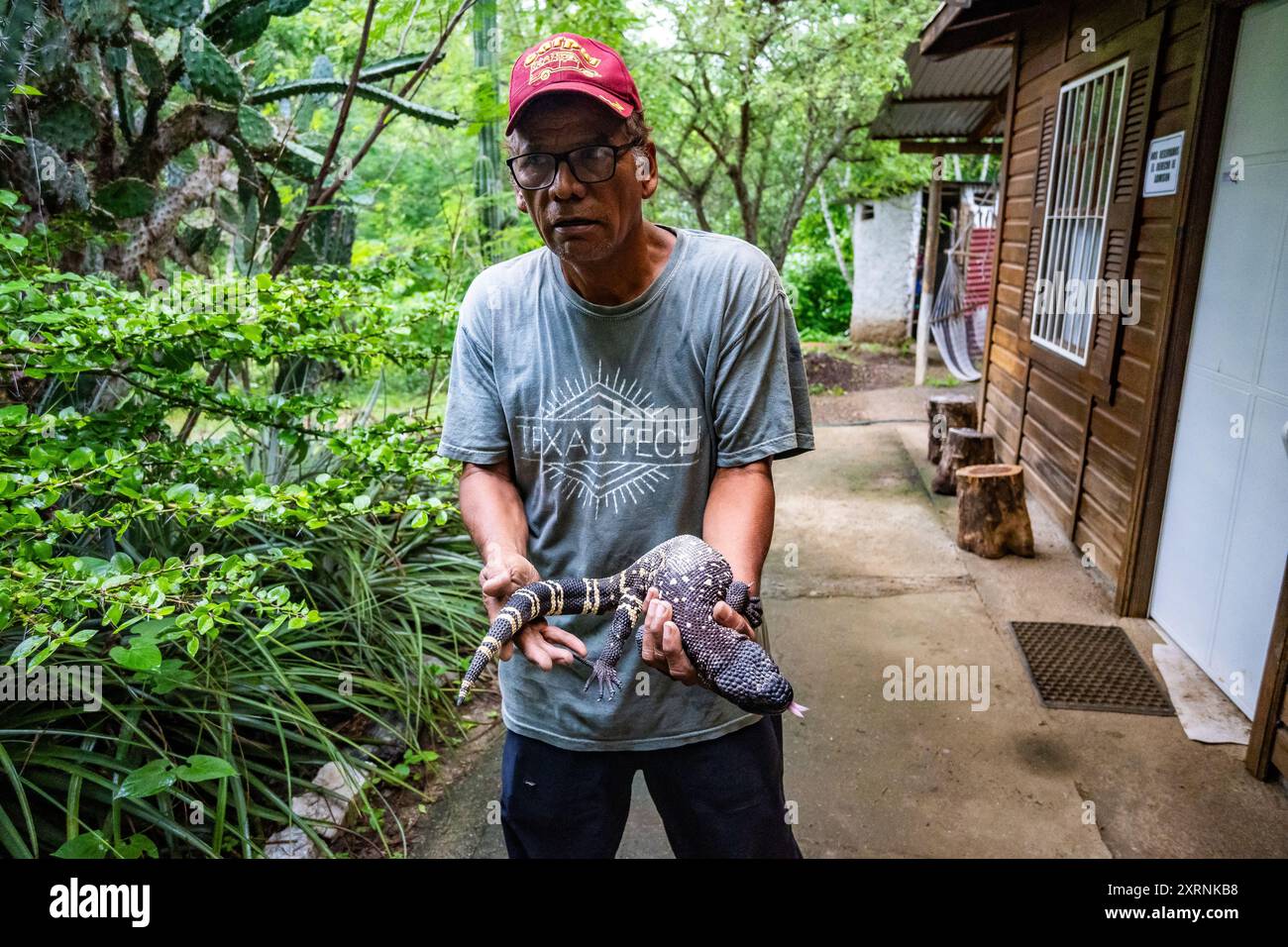 A park ranger showing a Guatemalan beaded lizard (Heloderma ...