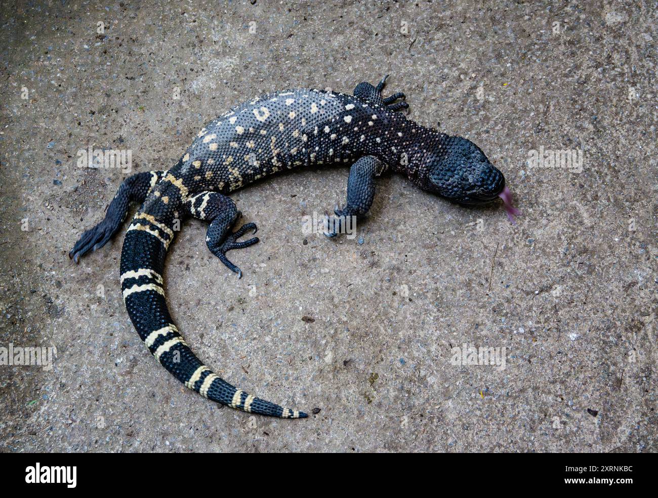 A Guatemalan beaded lizard (Heloderma charlesbogerti) under ...