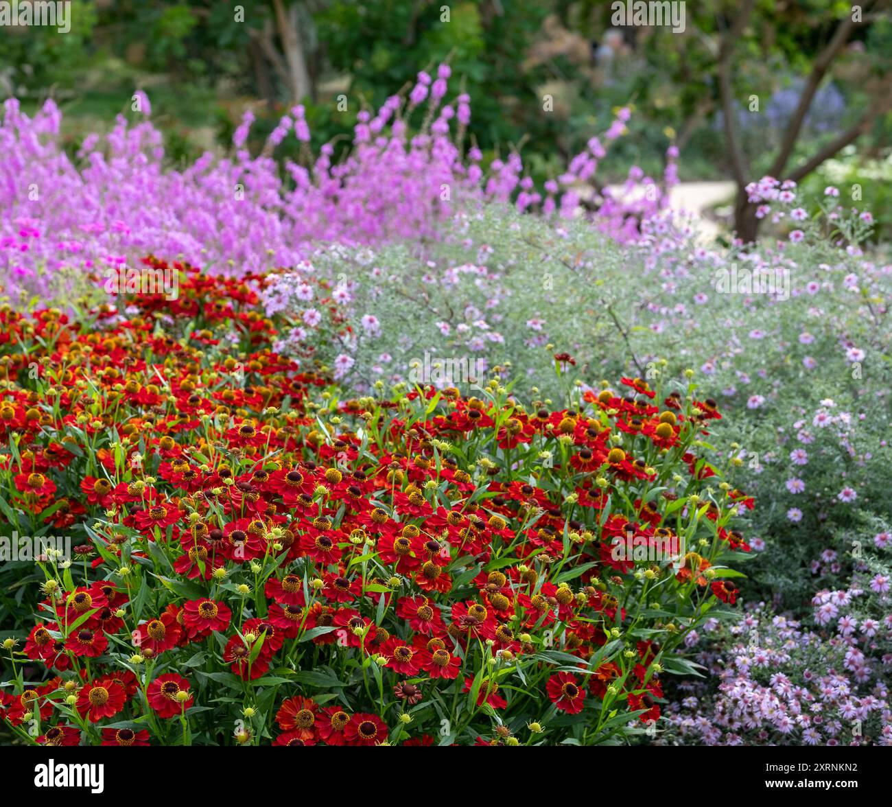 Borders with Helenium flowers at RHS Wisley garden, UK. The flower beds ...